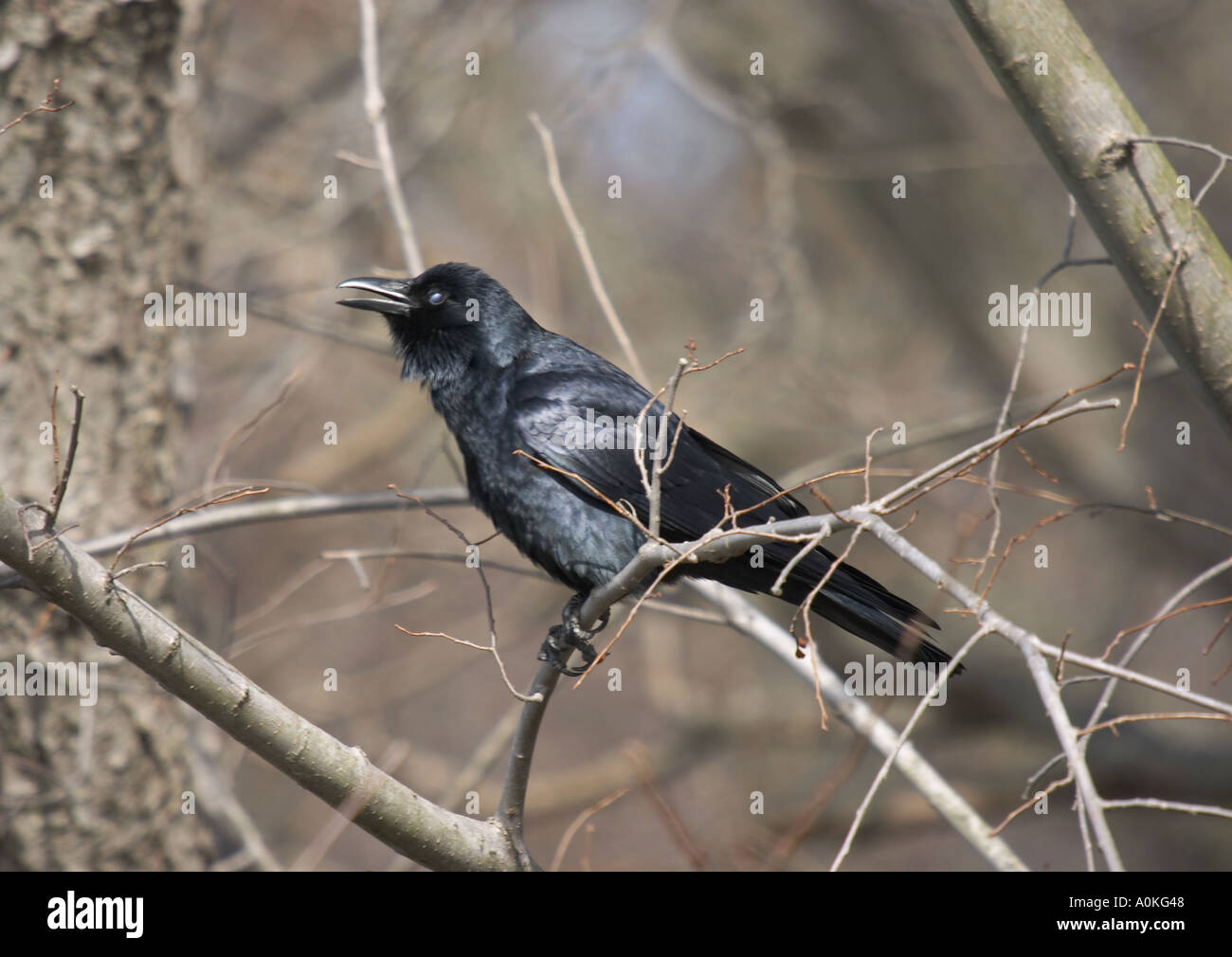 American crow call hi-res stock photography and images - Alamy