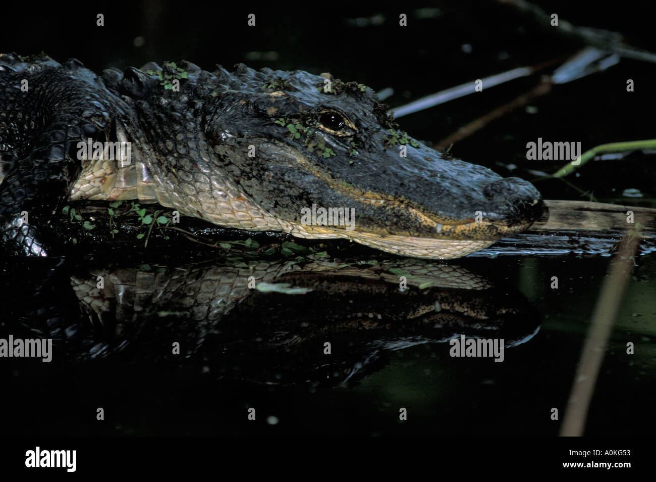 Alligators log hi-res stock photography and images - Alamy
