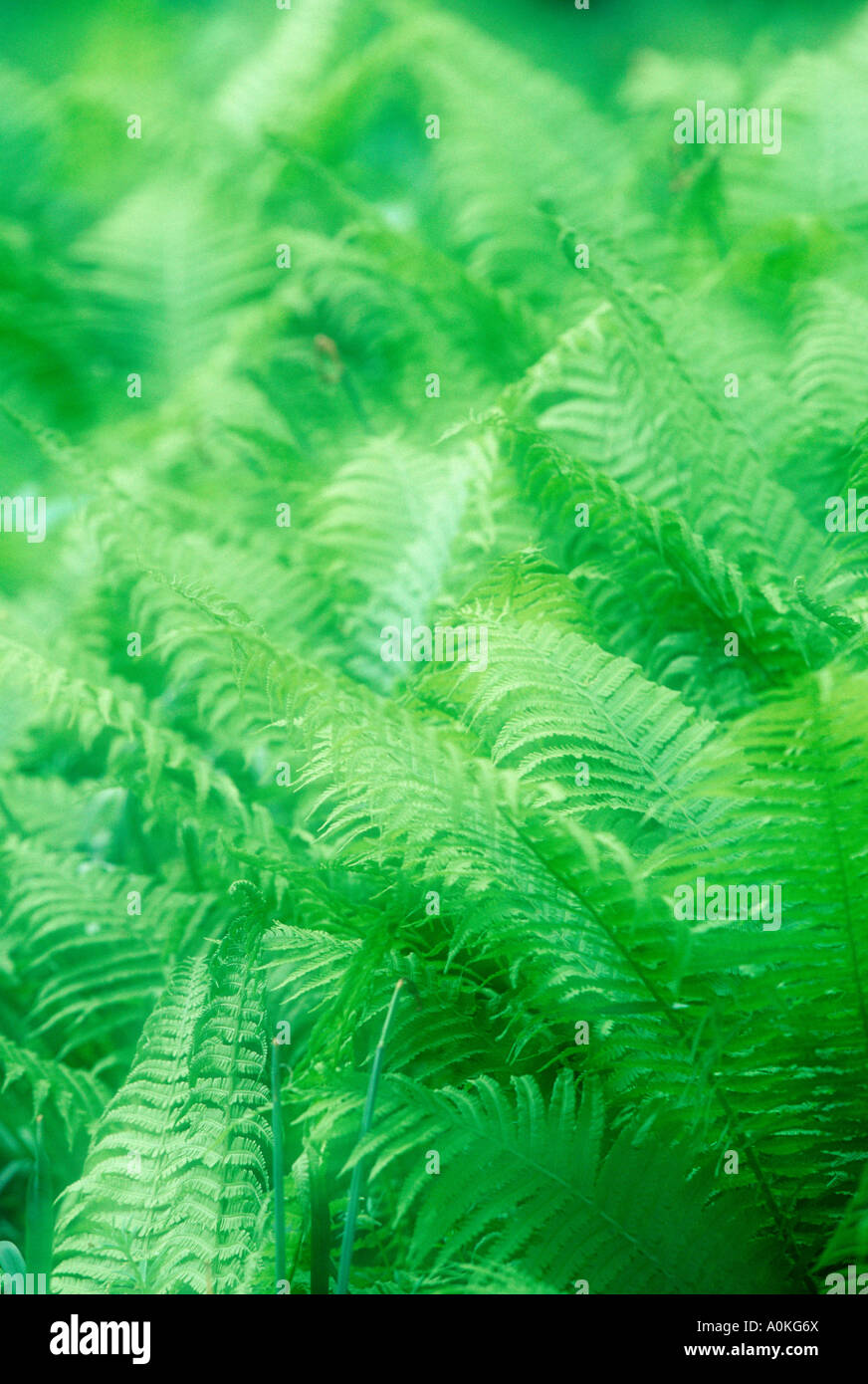 Fern in spring Stock Photo - Alamy