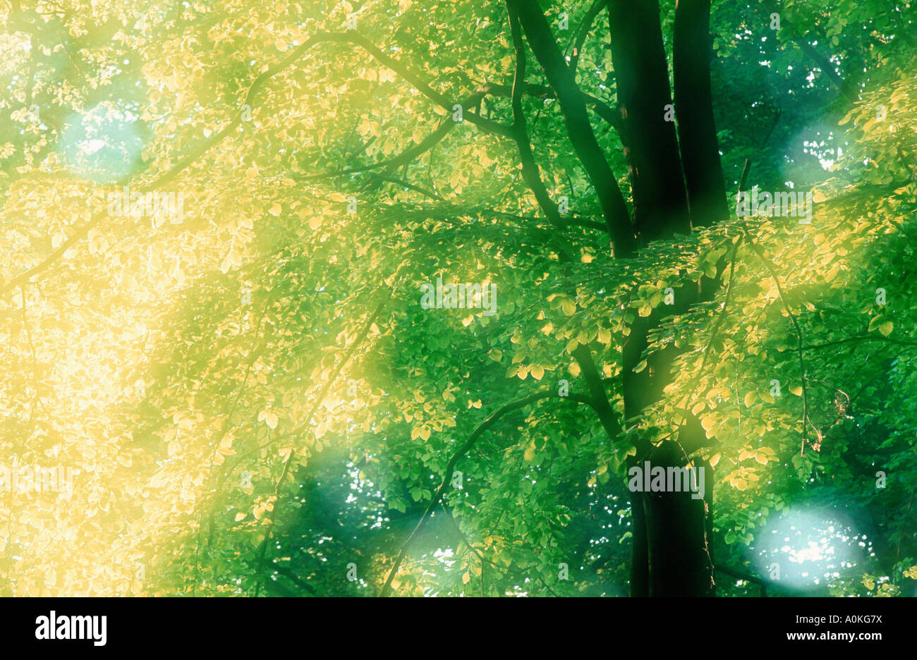 Beech Tree in spring Germany Fagus sylvatica Stock Photo - Alamy