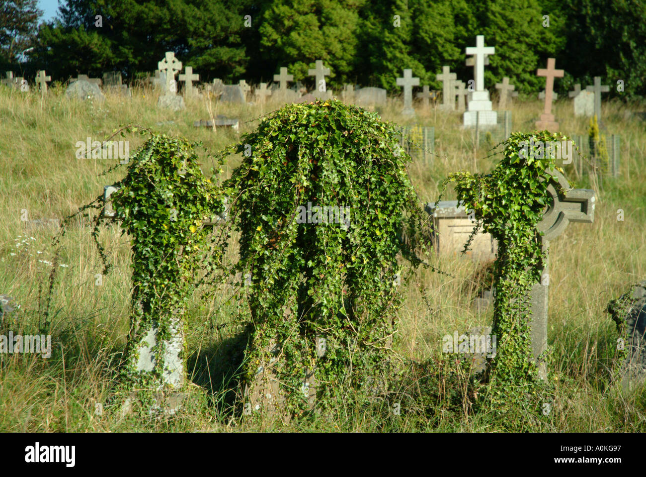 Overgrown graveyard hi-res stock photography and images - Alamy