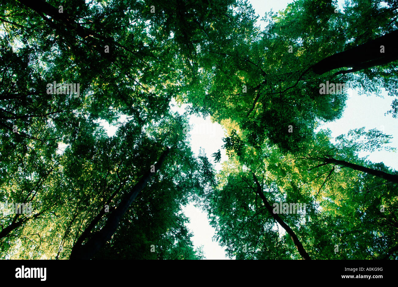 Trees in spring Stock Photo - Alamy