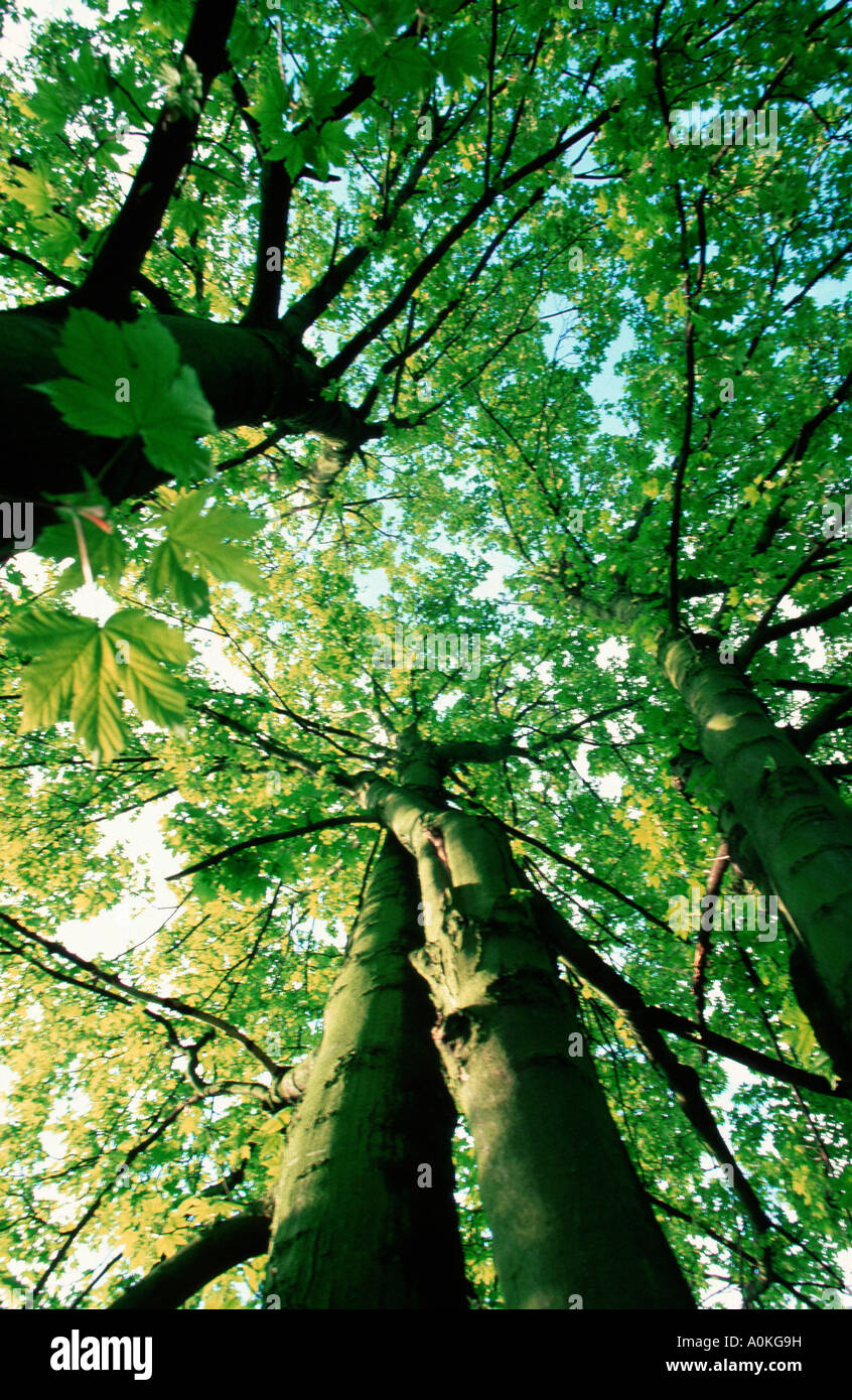 Maple trees in spring Germany Stock Photo - Alamy