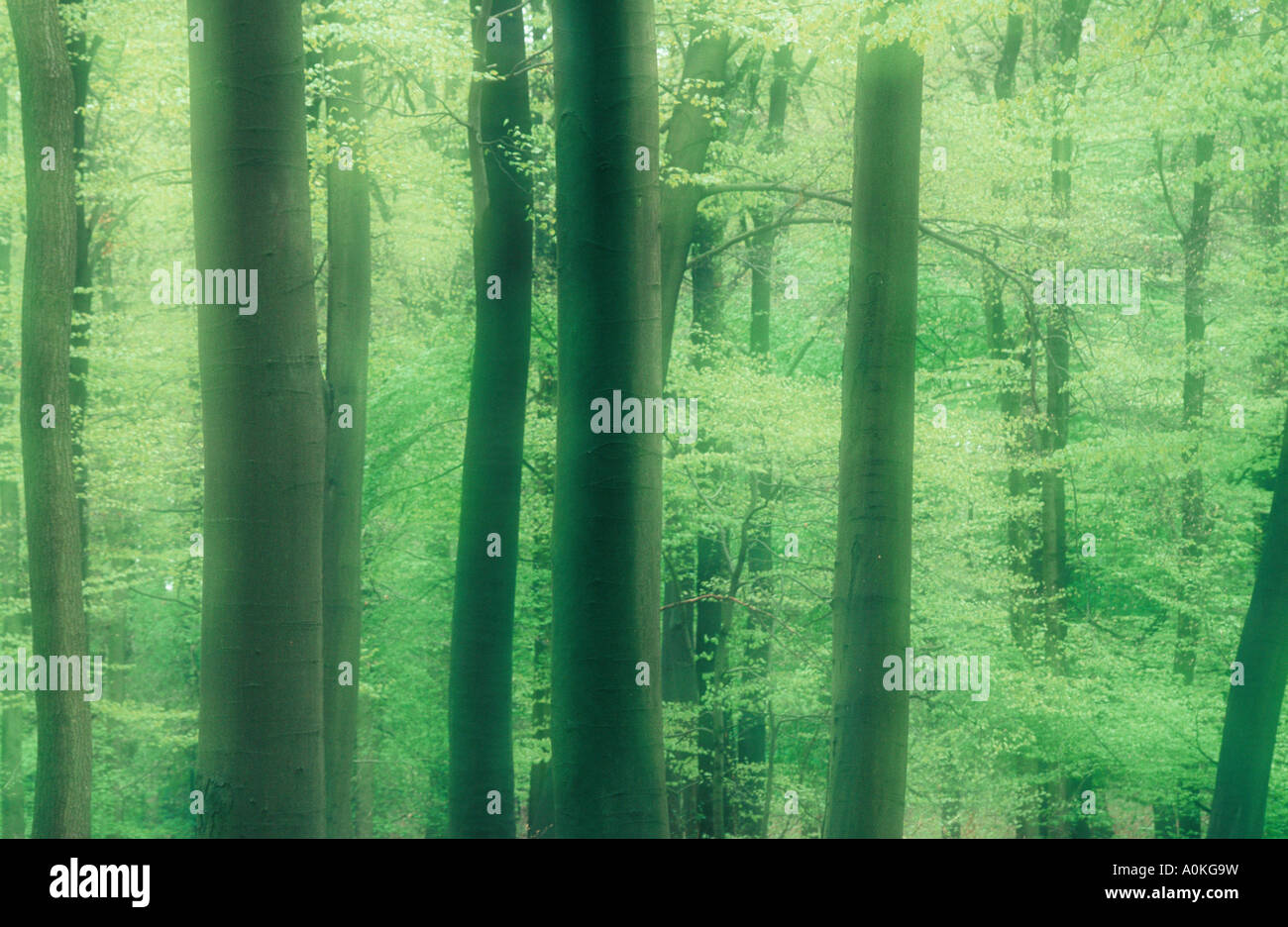 Deciduous forest in spring North Rhine Westphalia Germany Fagus ...