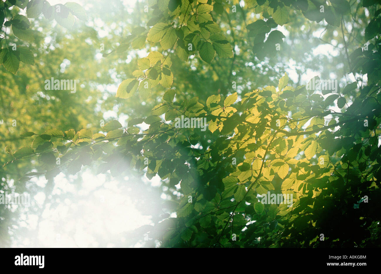 Beech tree in summer Fagus sylvatica Buchenlaub im Sommer Stock Photo ...