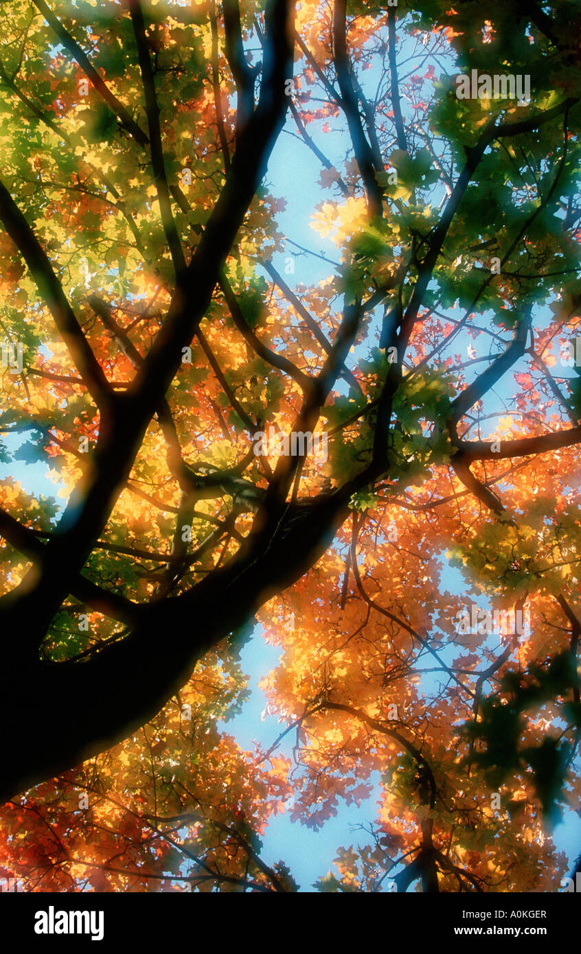 Maple tree in autumn Ahornbaum im Herbst Stock Photo - Alamy