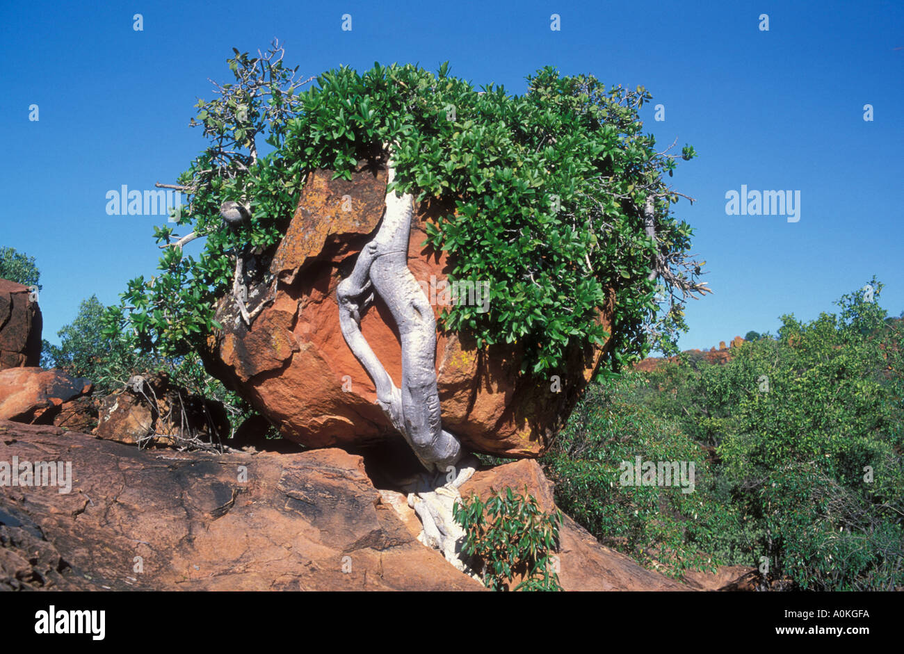 Roots and bush encroaching boulder on top of Waterberg palteau table ...