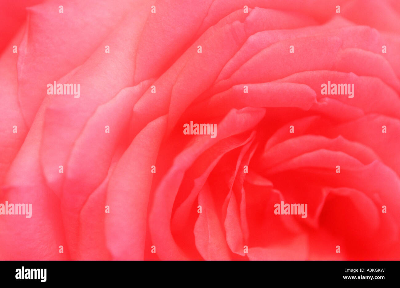 Pink rose detail hi-res stock photography and images - Alamy