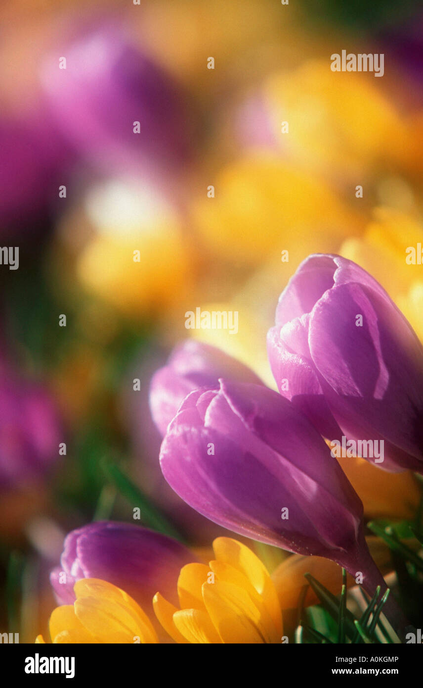 Double blossoms hi-res stock photography and images - Alamy