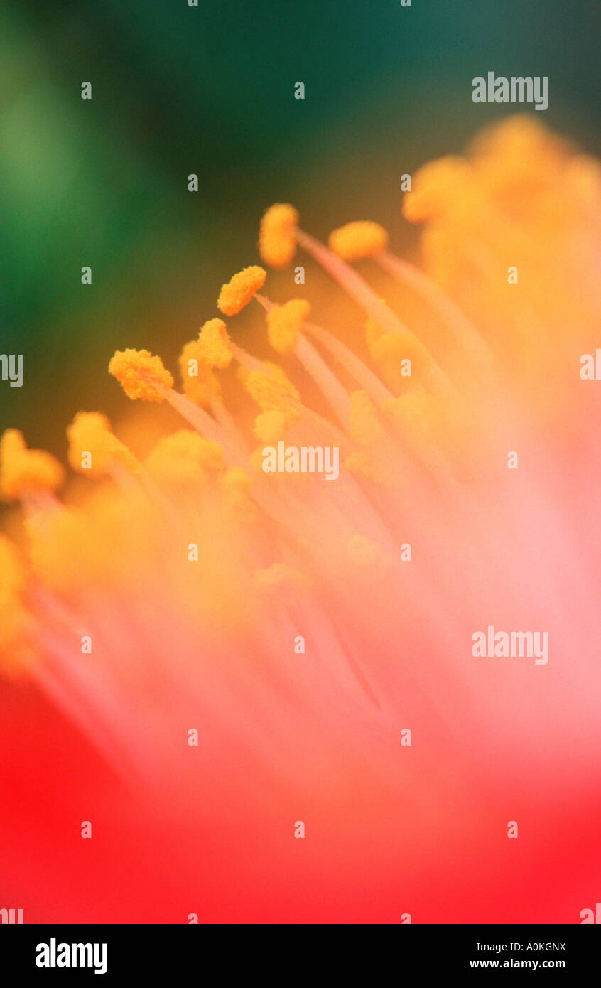 Camellia flower detail Camellia japonica Stock Photo - Alamy