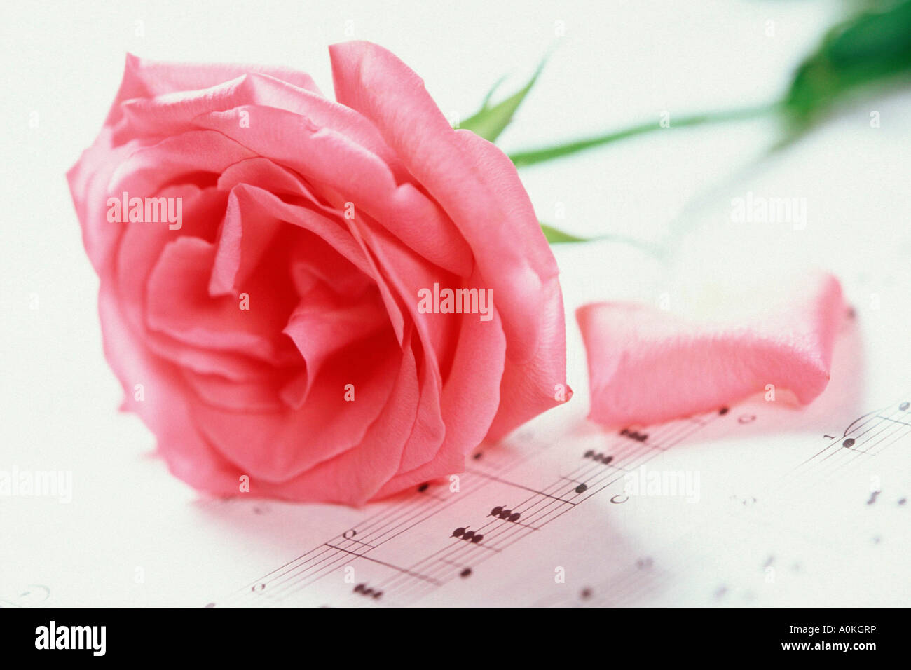 Rose and music sheet hi-res stock photography and images - Alamy