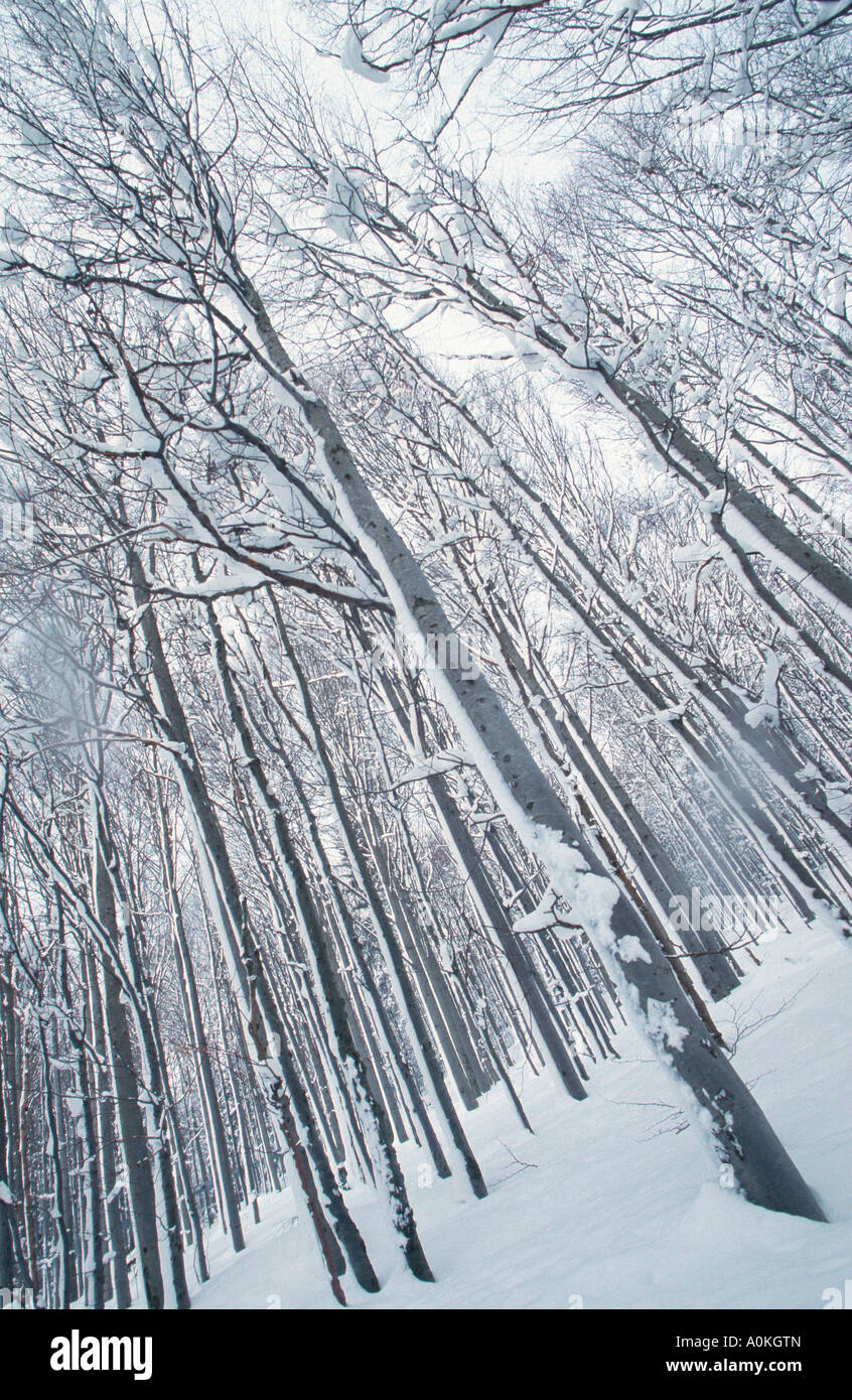 Deciduous Forest in winter National parc Bavarian Forest Germany Stock ...