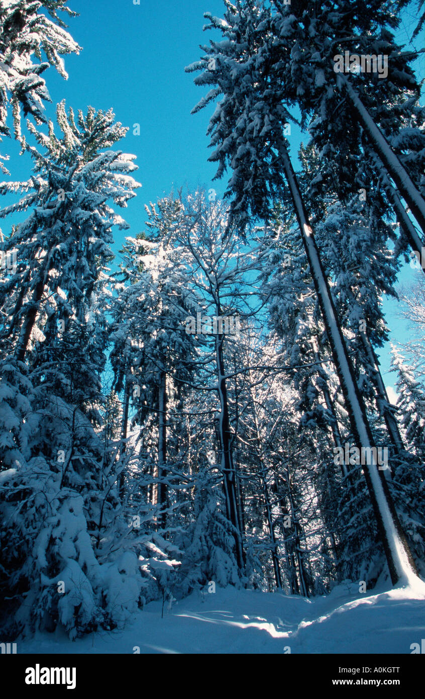 Coniferous Forest in winter national parc Bavarian Forest Germany Stock ...