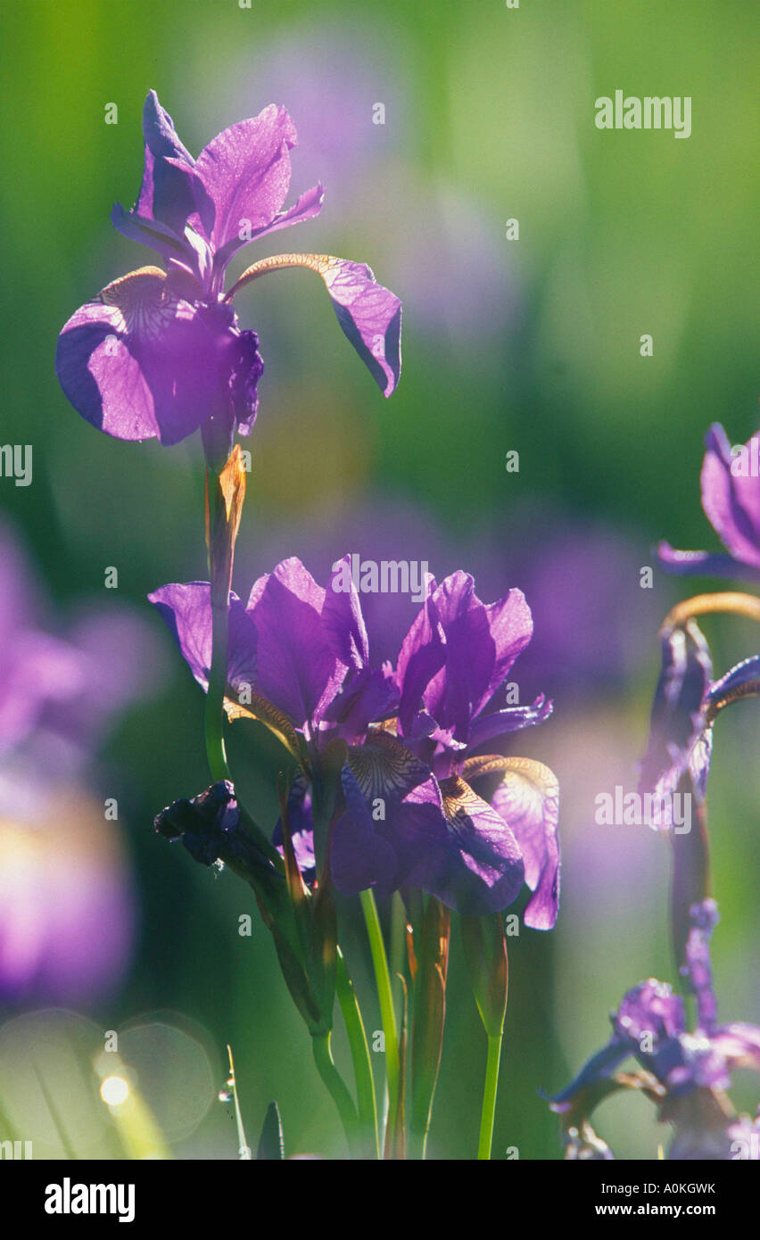 Im back iris hi-res stock photography and images - Alamy