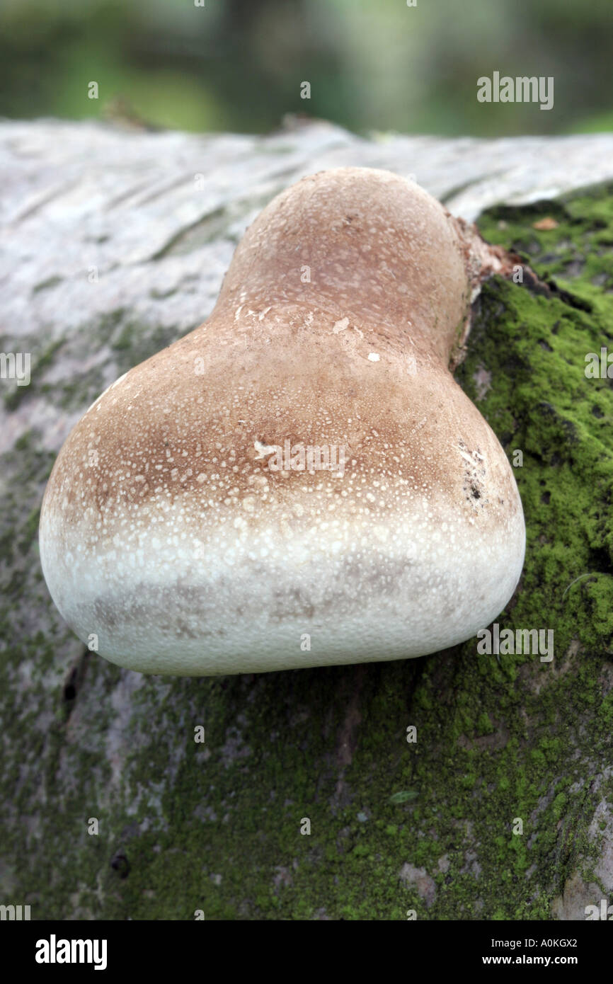 Birch Polypore (Piptoporus betulinus Stock Photo - Alamy