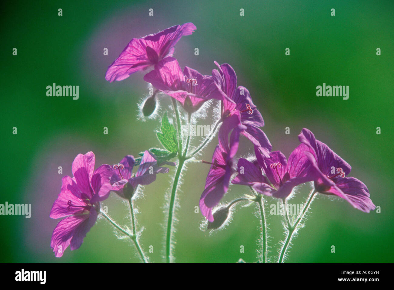 Double geranium hi-res stock photography and images - Alamy