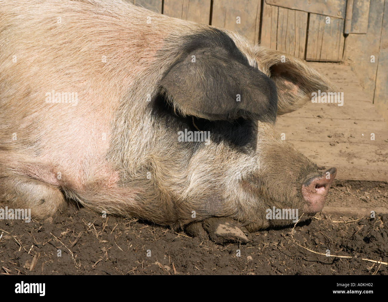 Sleeping pig with its ears covering its eyes Stock Photo - Alamy