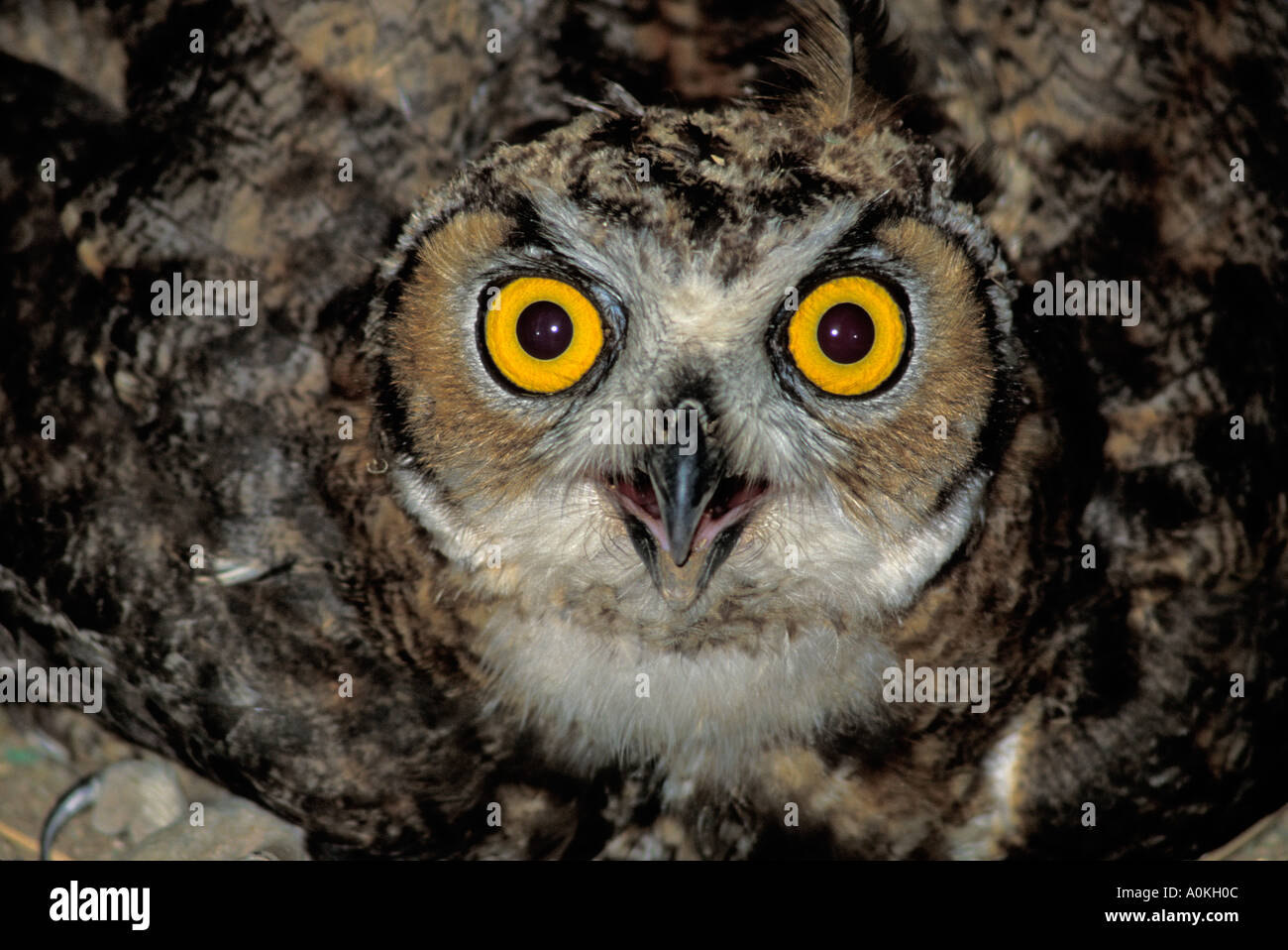 Great Horned Owl Bubo virginianus immature close up in captivity Stock ...