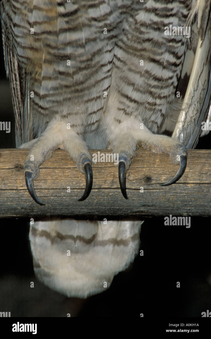 Grasping talons hi-res stock photography and images - Alamy