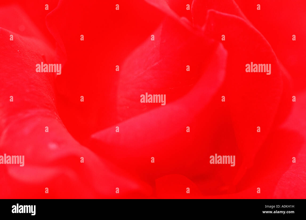 Rose flower detail Stock Photo - Alamy