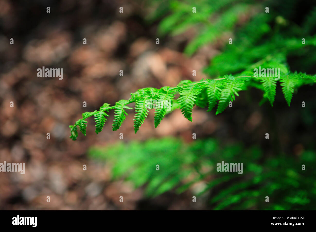 Poisonous fern hi-res stock photography and images - Alamy