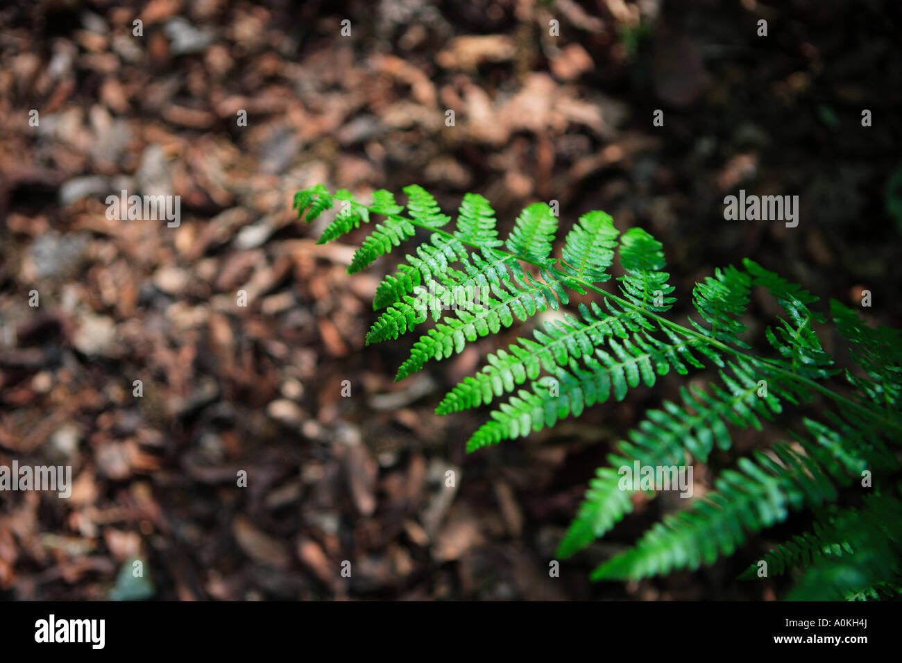Hedgerow fern leaf hi-res stock photography and images - Alamy
