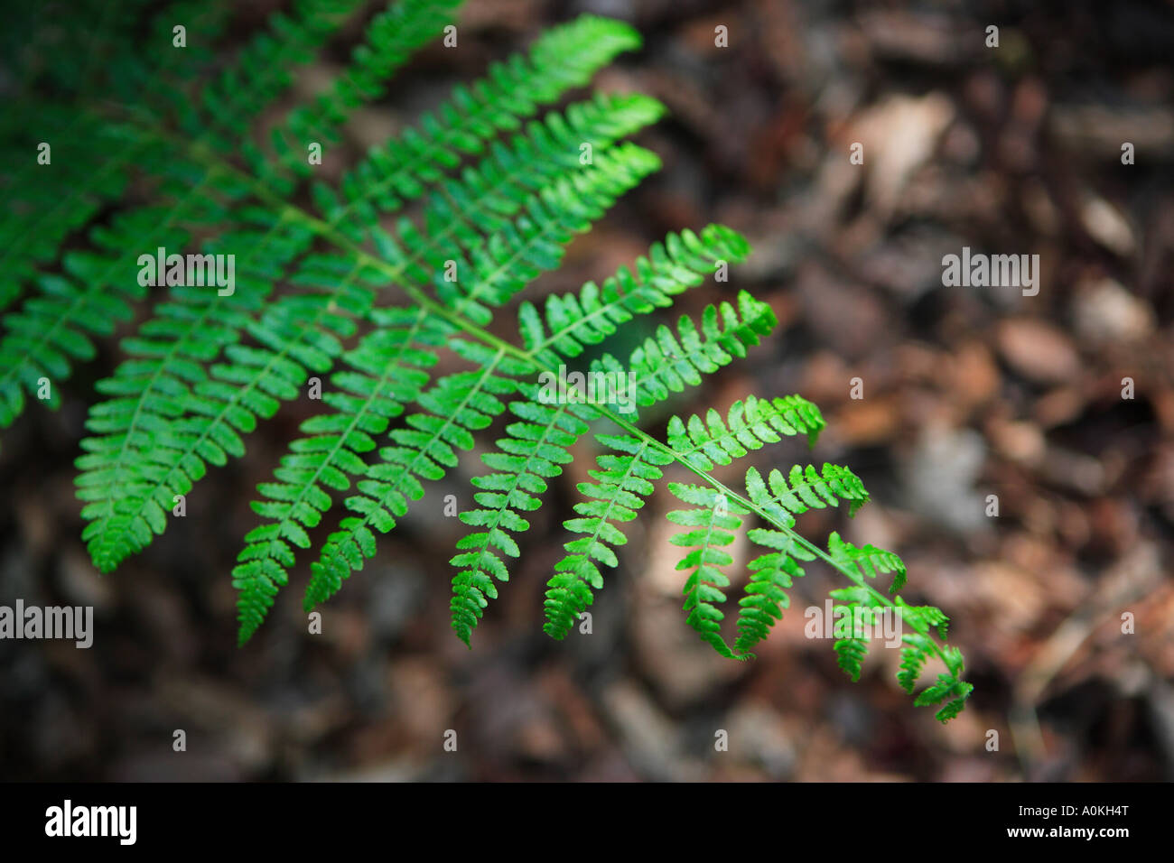 Hedgerow fern leaf hi-res stock photography and images - Alamy