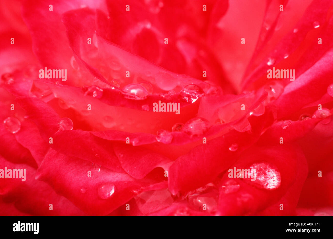 Rose flower with raindrops Stock Photo - Alamy