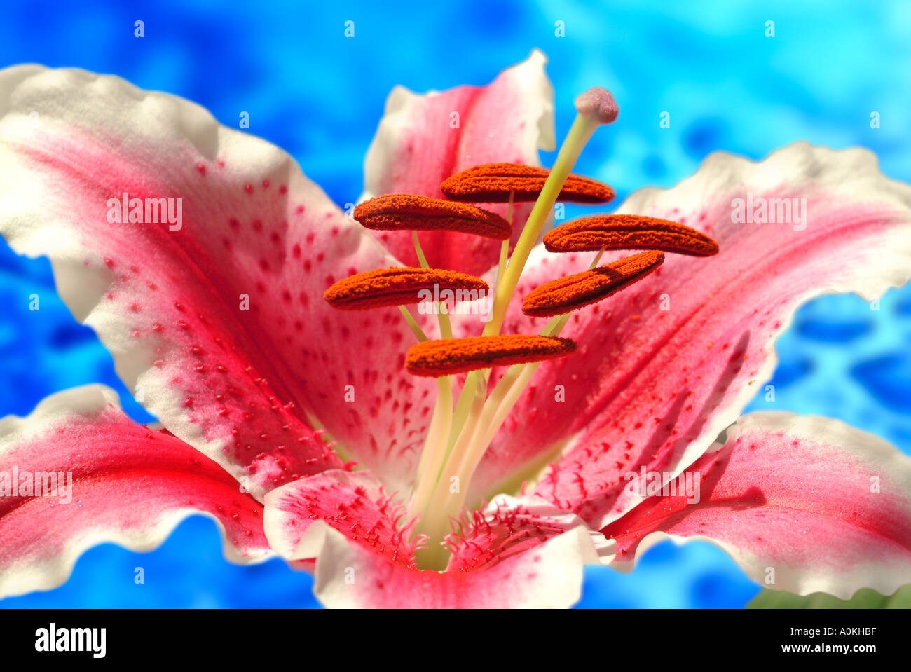 Star lily hi-res stock photography and images - Alamy