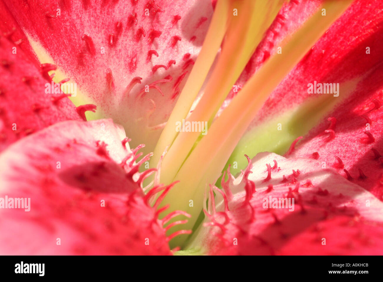 pink star lily Stock Photo - Alamy
