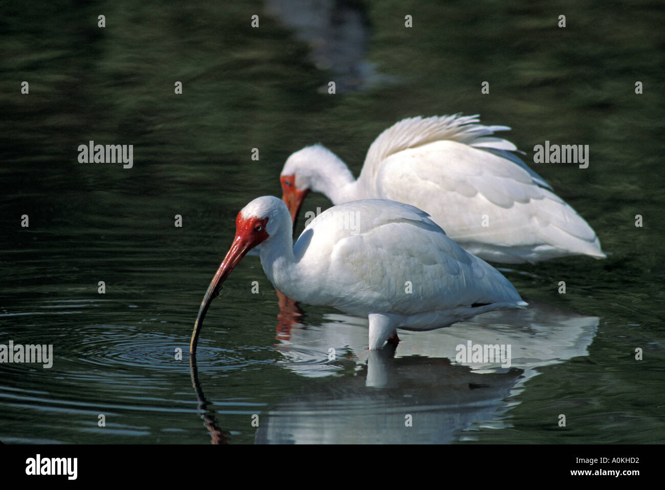 White ibis scavenging hi-res stock photography and images - Alamy