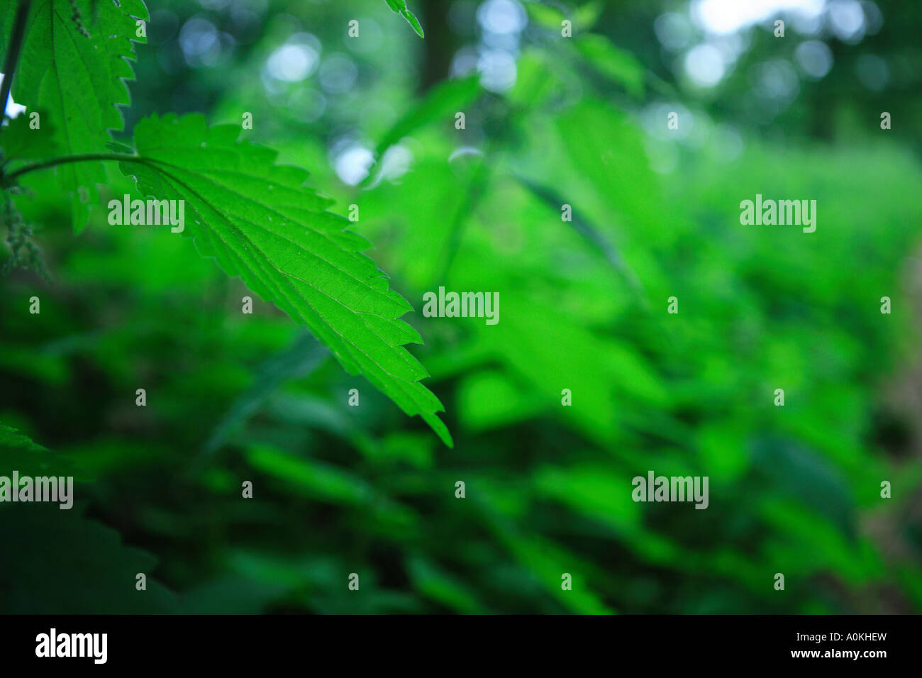 Roadside nettles hi-res stock photography and images - Alamy