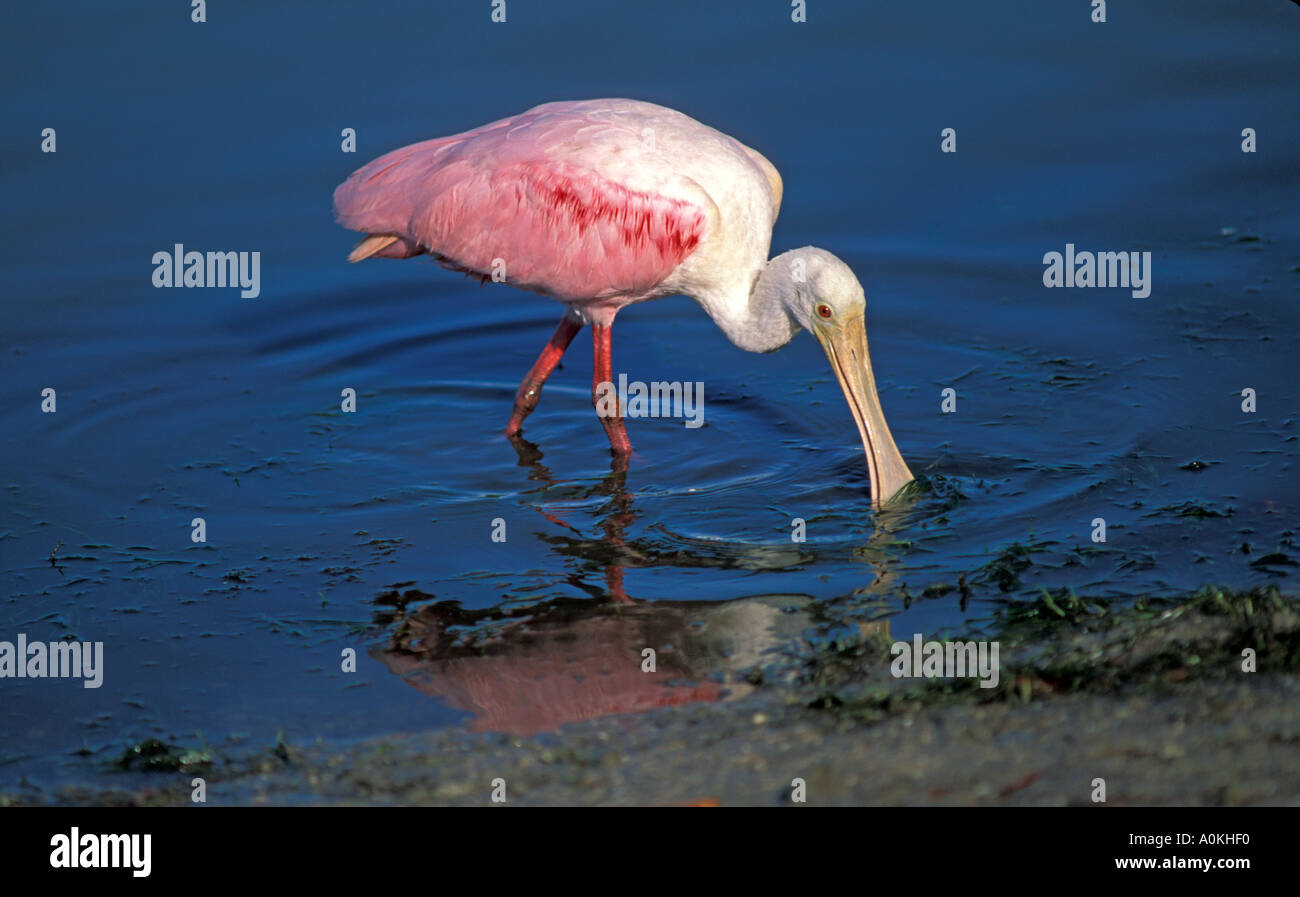 Roseate spoonbill ajaia ajaia red spoonbill hi-res stock photography ...