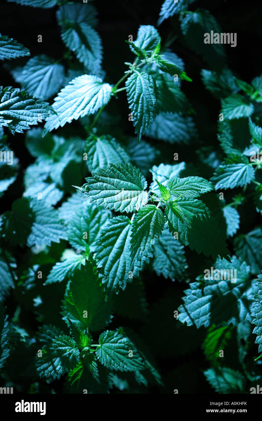Roadside nettles hi-res stock photography and images - Alamy