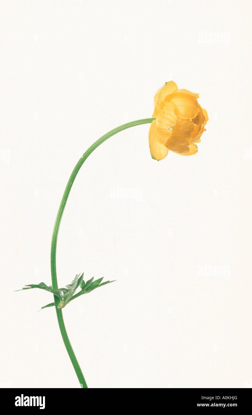 Globe Flower Trollius europaeus Stock Photo - Alamy