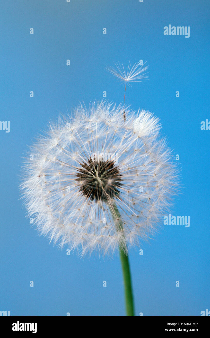 Dandelion seedhead Taraxacum officinale Stock Photo - Alamy
