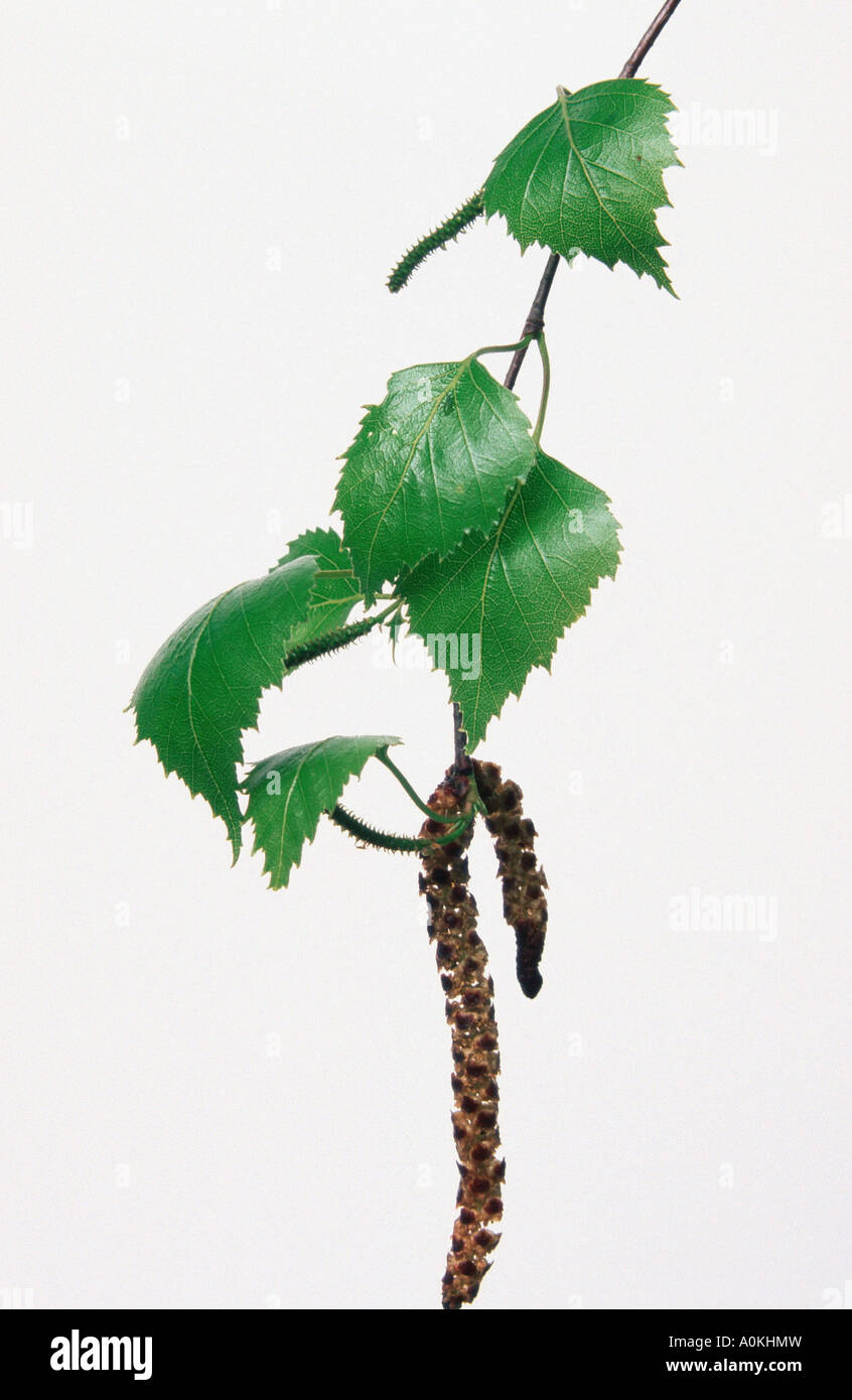 Silver Birch leaves and catkin Betula pendula Stock Photo - Alamy