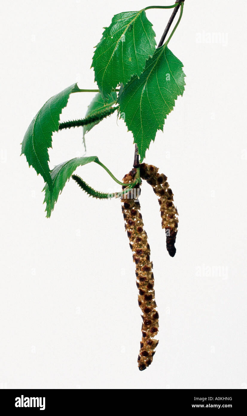 Silver Birch leaves and catkin Betula pendula Stock Photo - Alamy