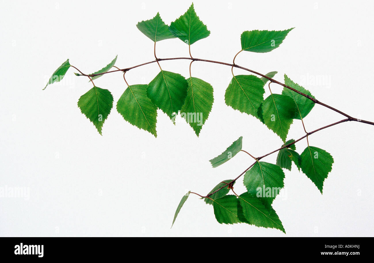 Silver Birch leaves Betula pendula Stock Photo - Alamy
