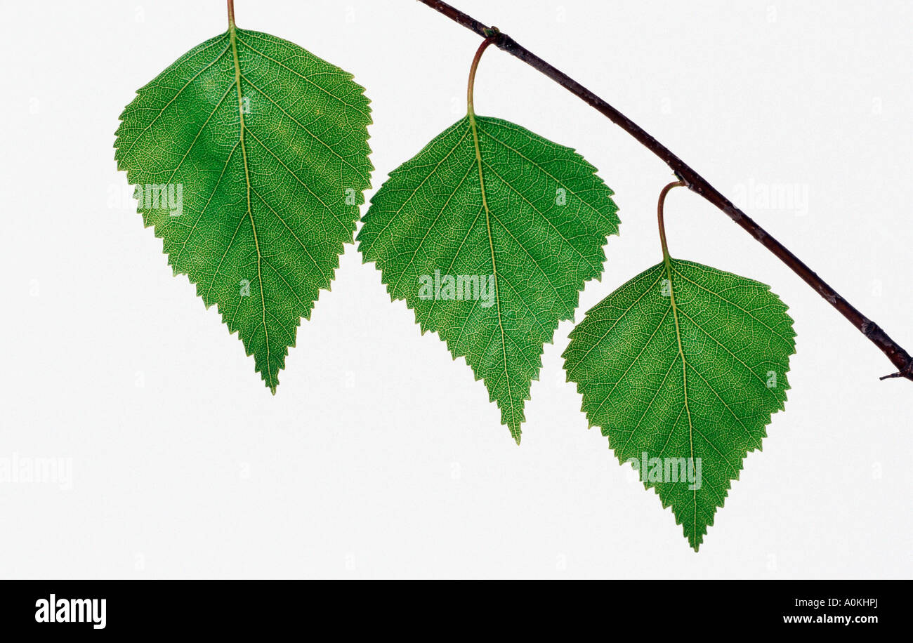 Silver Birch leaves Betula pendula Stock Photo - Alamy