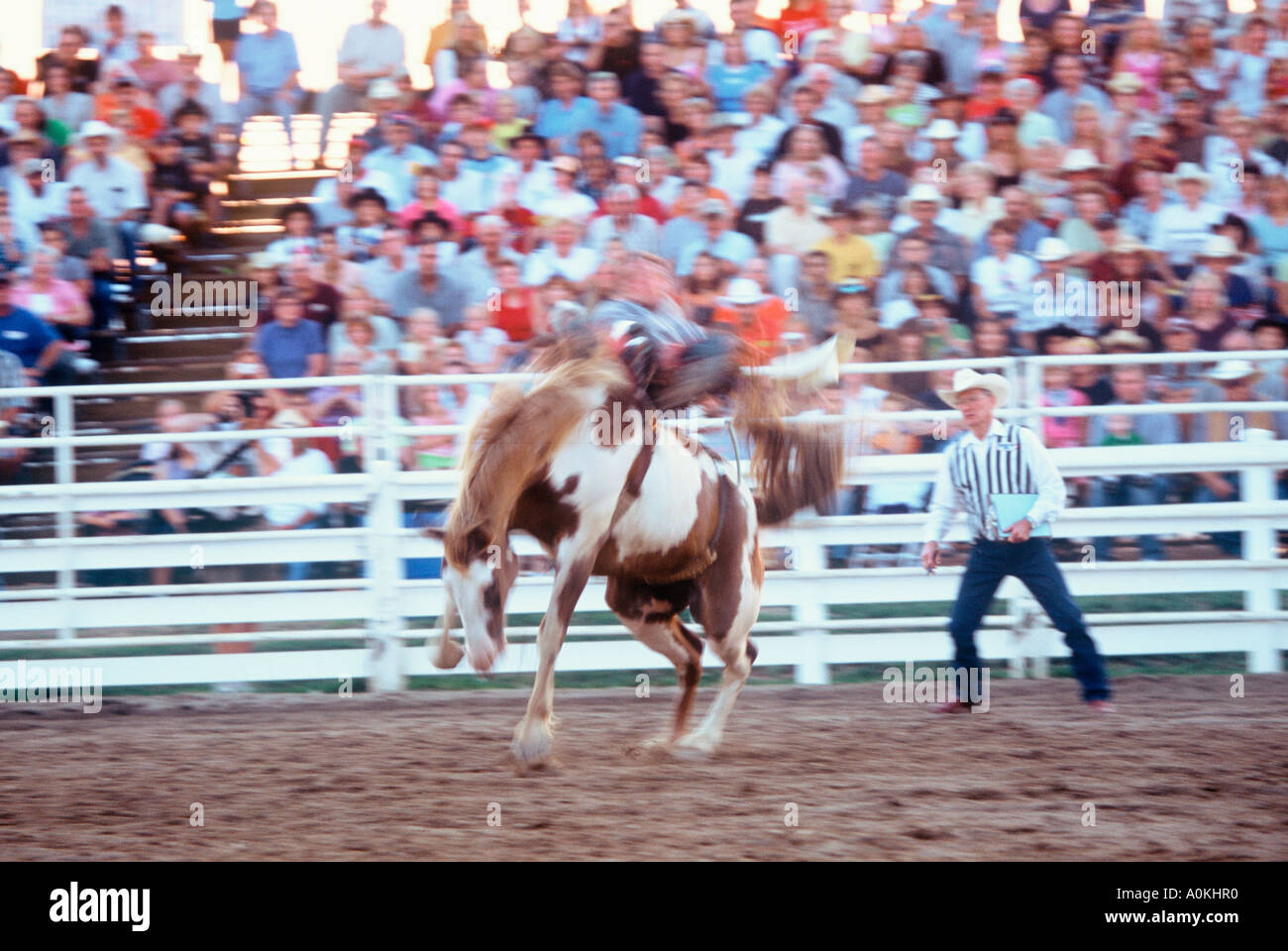 Rodeo rider on bronco trying to buck him off at a rodeo in Wisconsin ...