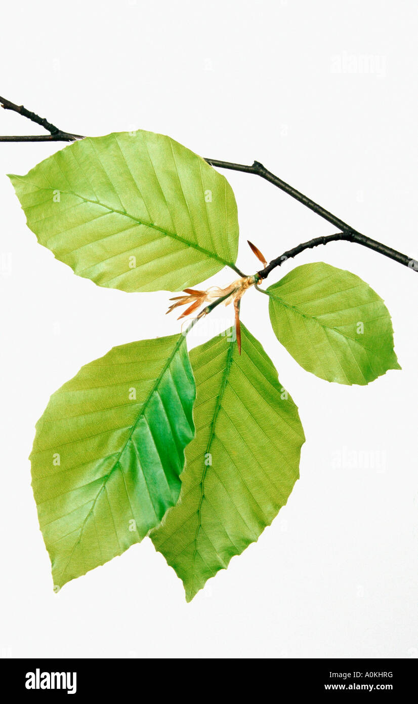 Beech tree fagus sylvatica fagaceae Cut Out Stock Images & Pictures - Alamy