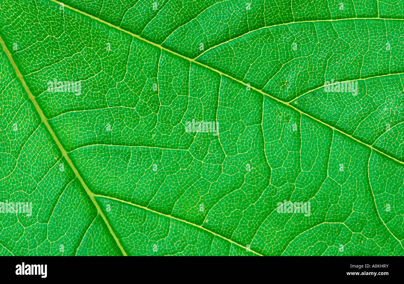Sycamore leaf detail Acer pseudoplatanus Stock Photo - Alamy