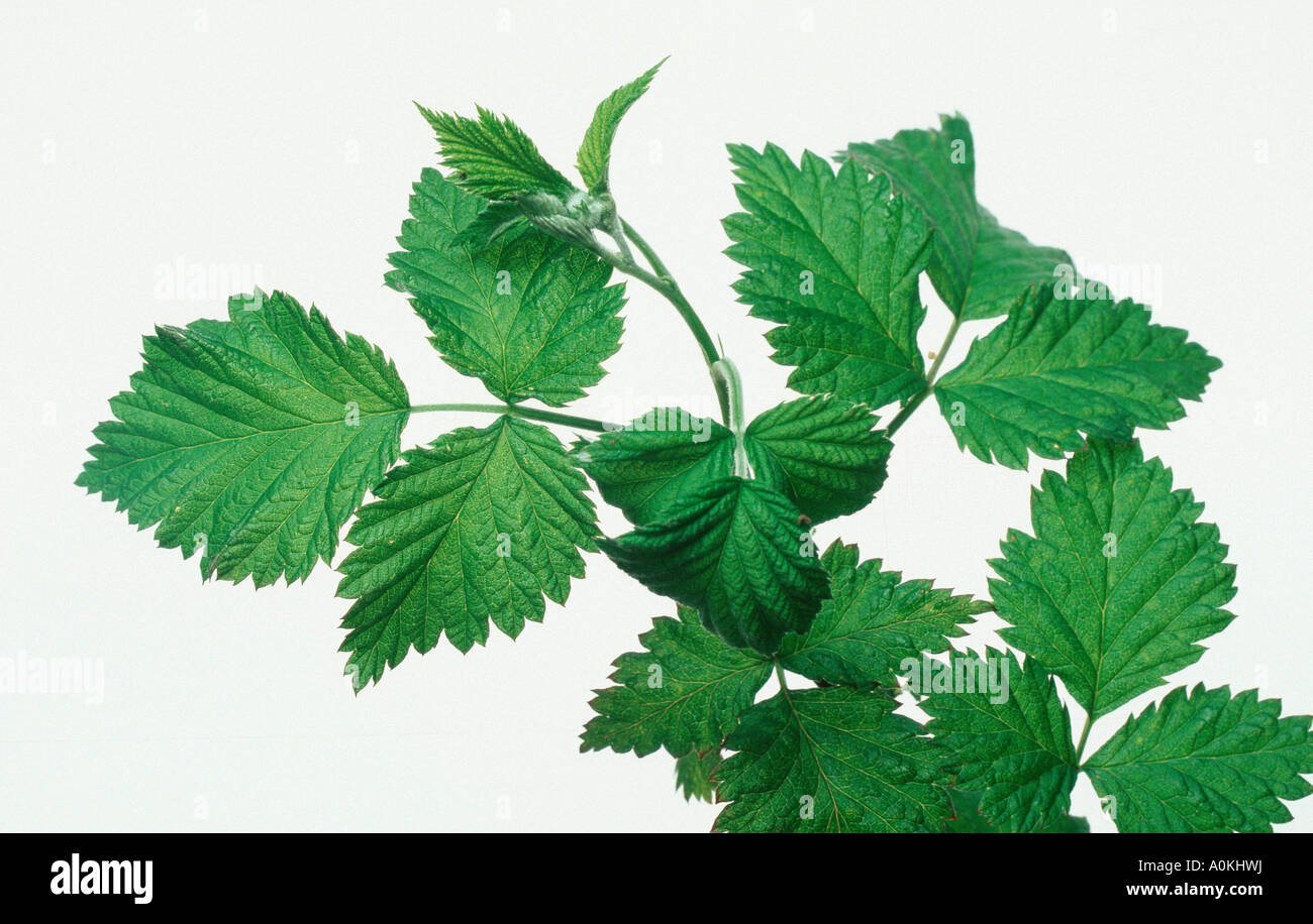 Raspberry leaves Rubus idaeus Stock Photo - Alamy