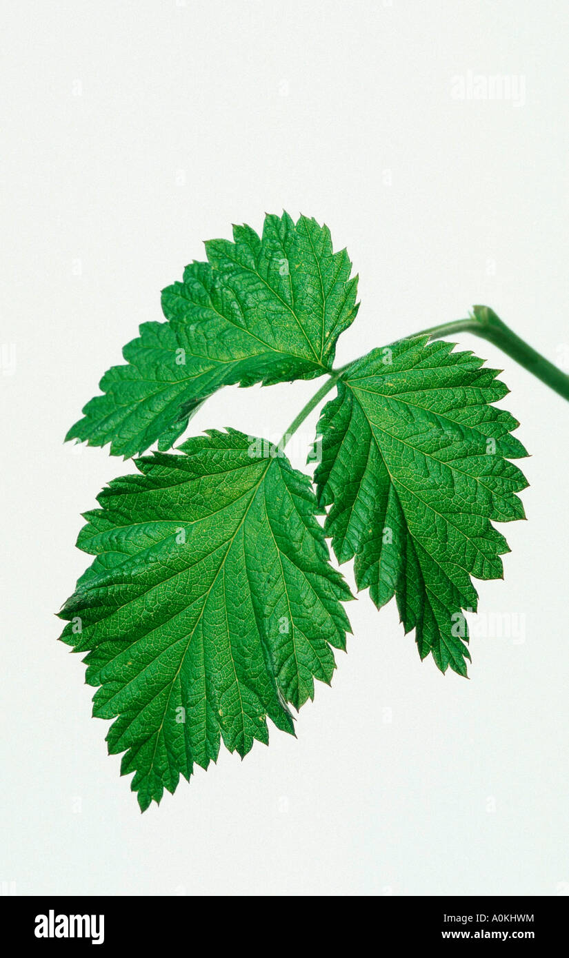 Raspberry leaf Rubus idaeus Stock Photo - Alamy