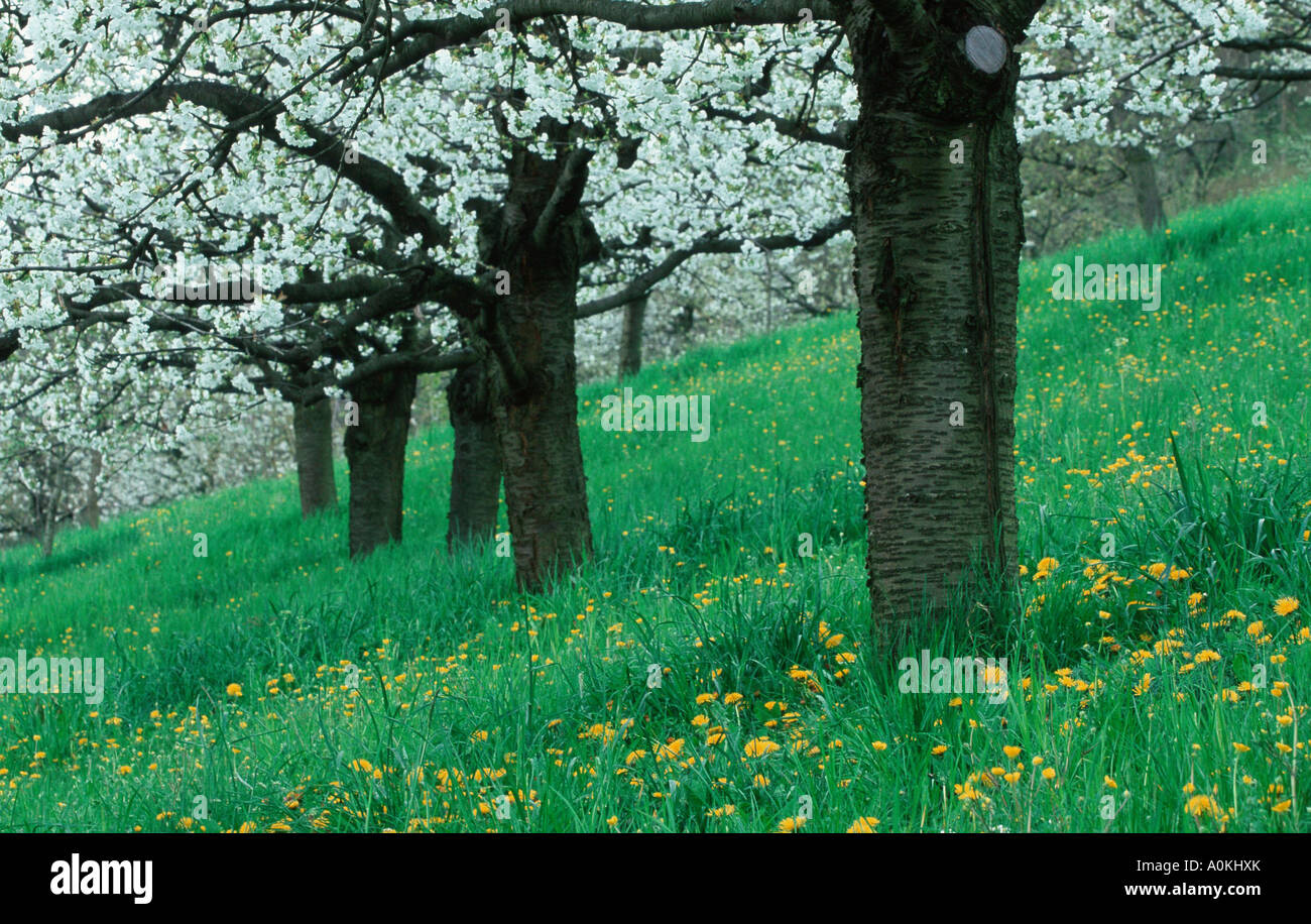 Cherry trees blooming Baden Wuerttemberg Germany Stock Photo - Alamy