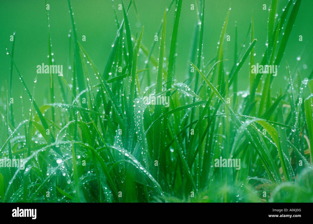 Grass with raindrops Stock Photo - Alamy