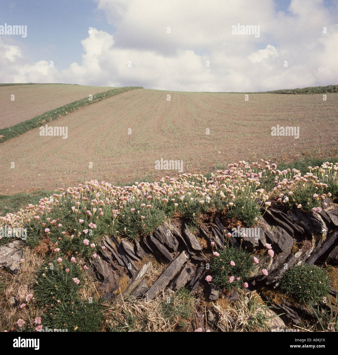 A Cornish Hedge ( Stone Wall ) with its wild flowers on the coastal ...