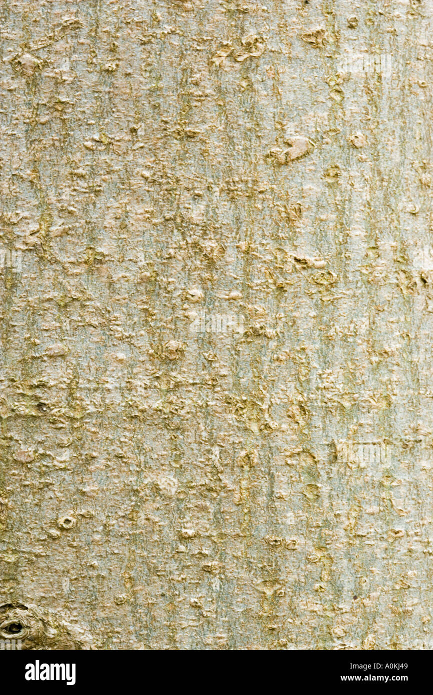 Ash Fraxinus excelsior Bark Stock Photo - Alamy