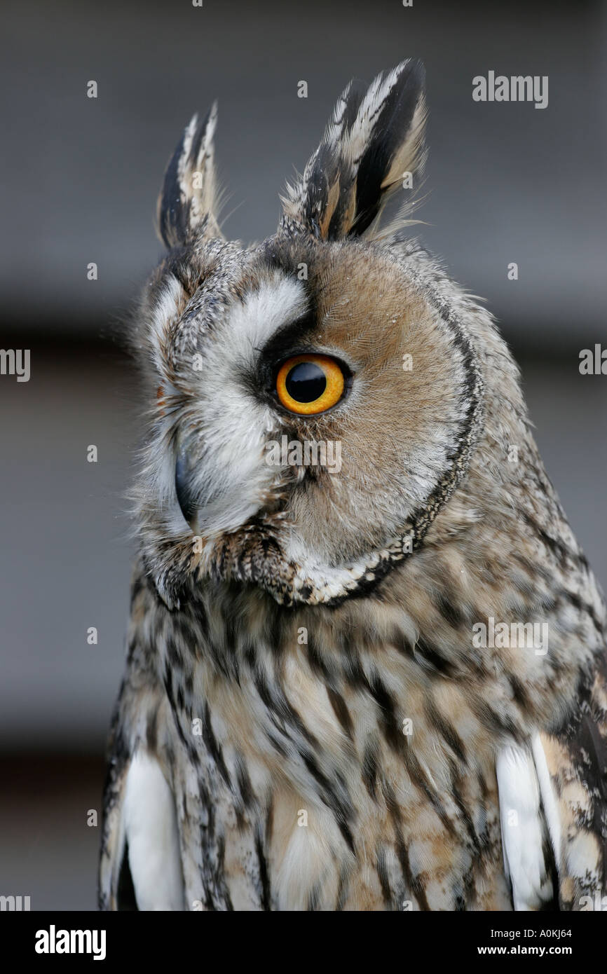 Long Eared Owl Portrait Stock Photo - Alamy